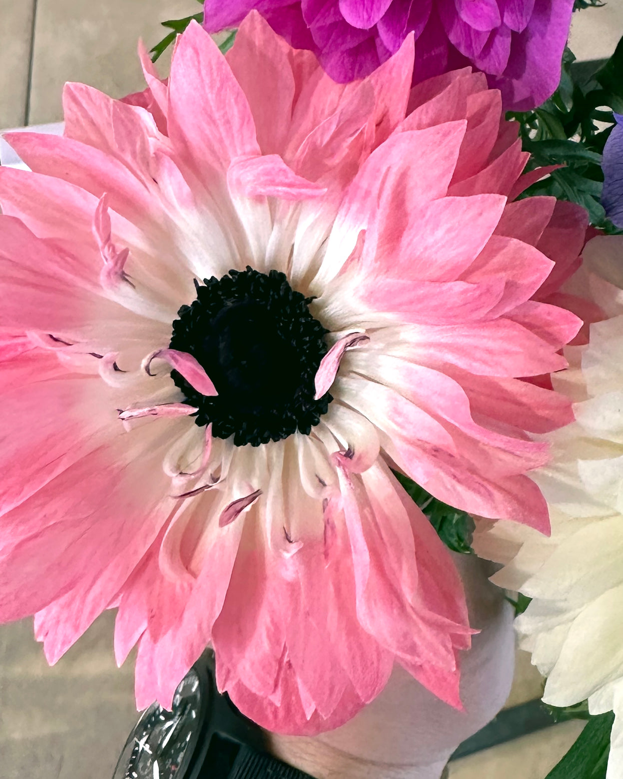 Italian Anemone 'Levante® Rosa' bulbs — Buy online at Farmer Gracy UK