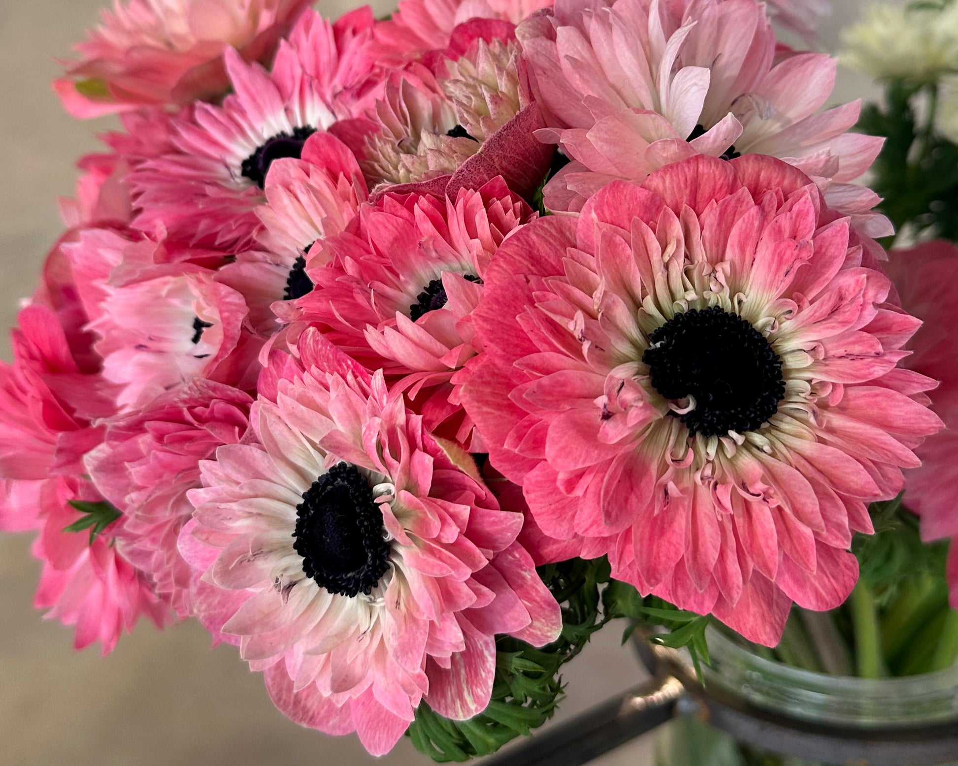 Italian Anemone 'Levante® Rosa' bulbs — Buy online at Farmer Gracy UK