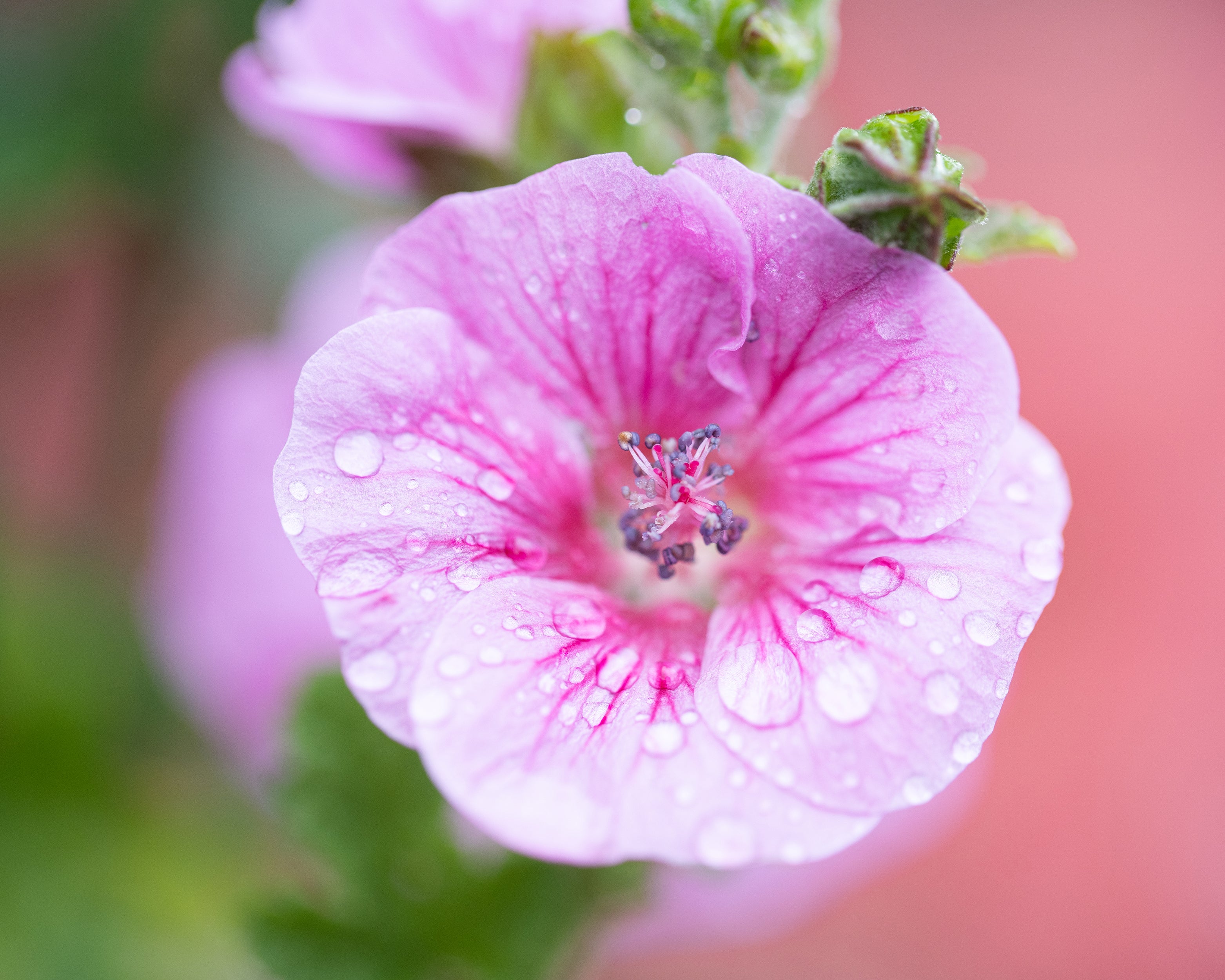 Anisodontea capensis 'Cotton Candy Pink' | Buy Cape mallow online at ...