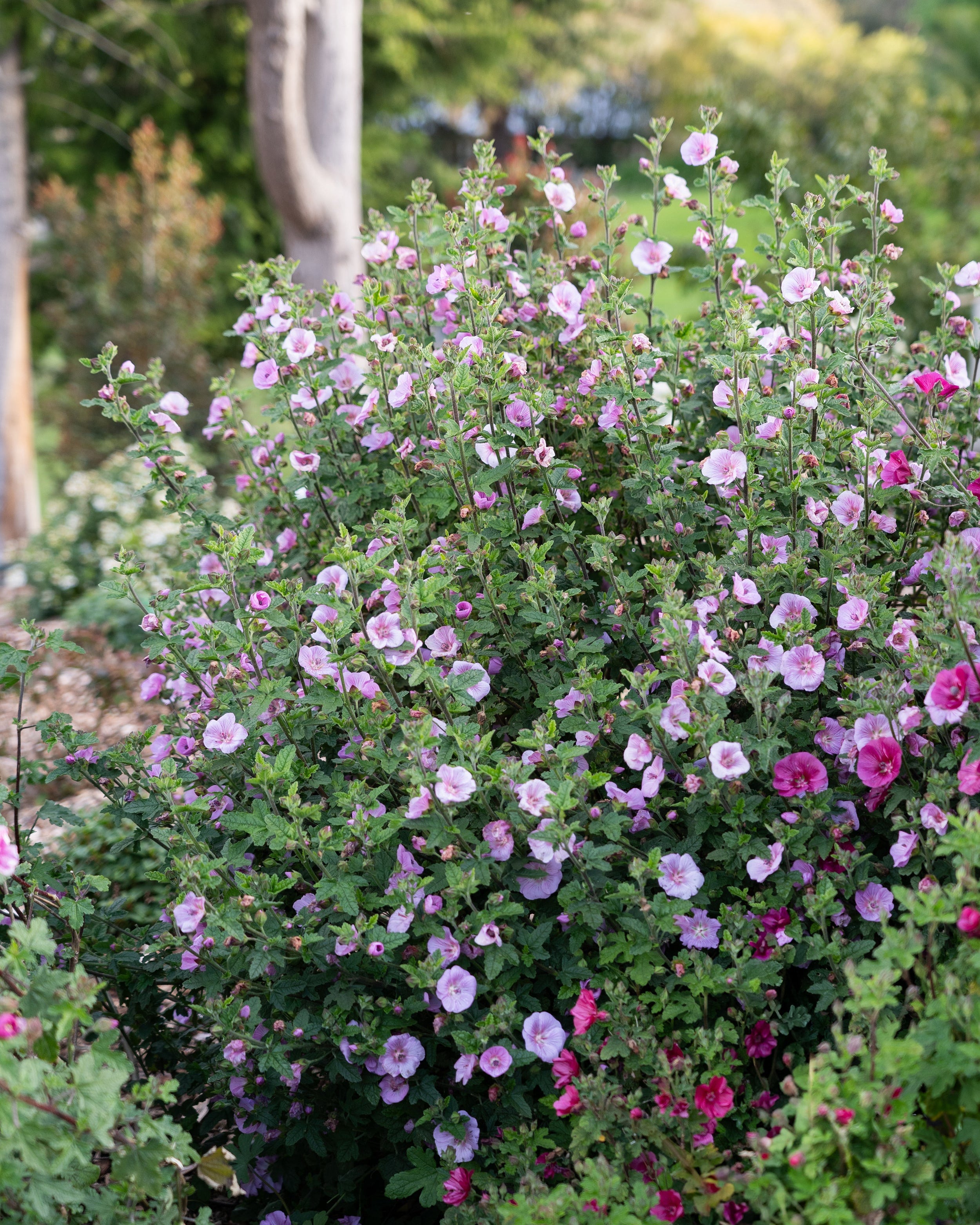 Anisodontea capensis 'Cotton Candy Pink' | Buy Cape mallow online at ...