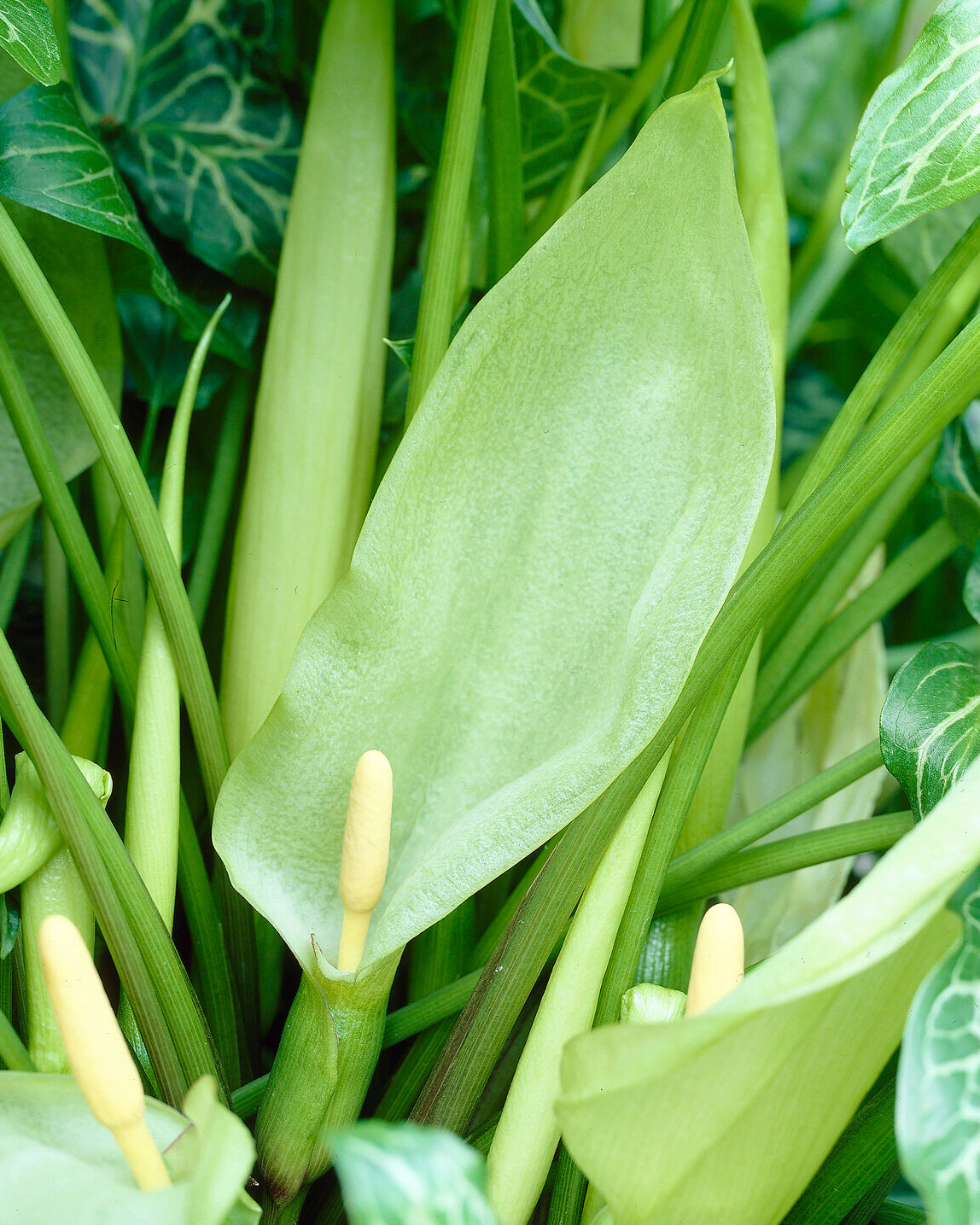 Arum italicum (Italian arum) bulbs — Buy Italian lords-and-ladies ...