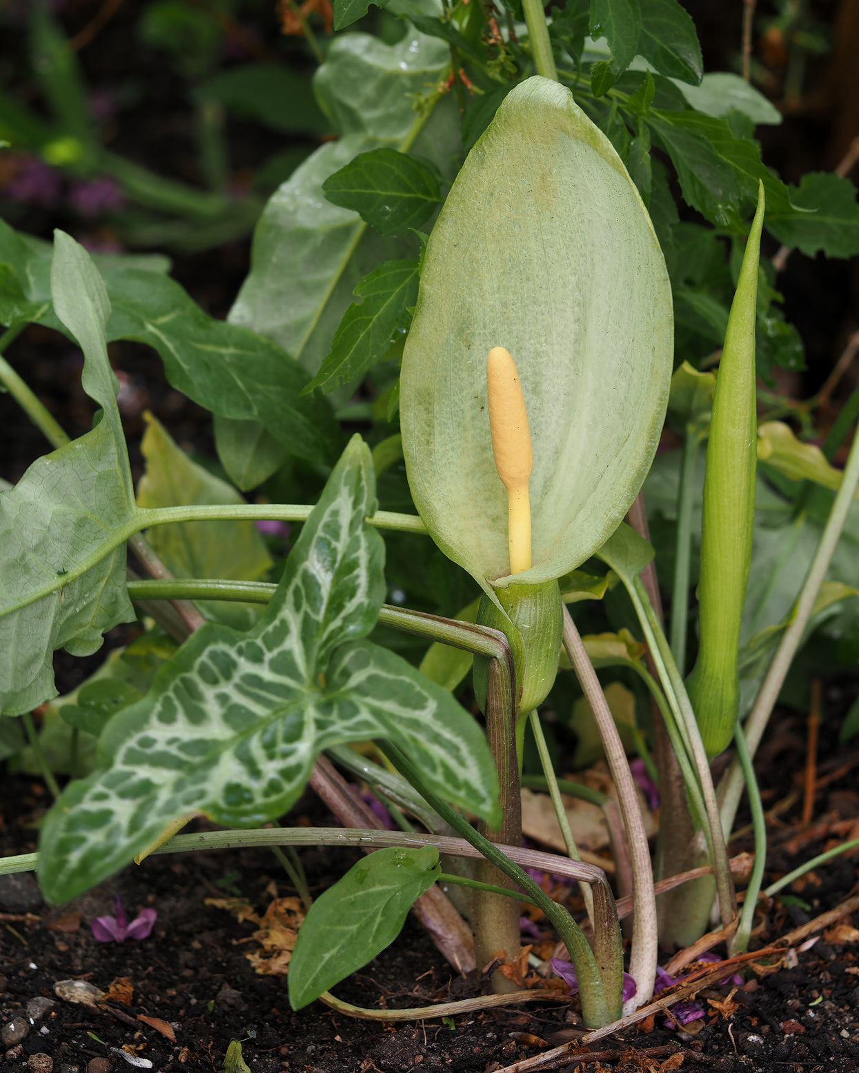 Arum italicum (Italian arum) bulbs — Buy Italian lords-and-ladies ...