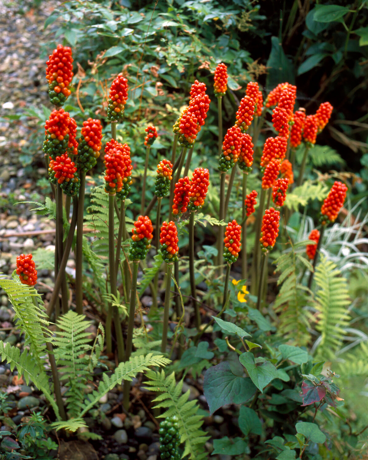 Arum italicum (Italian arum) bulbs — Buy Italian lords-and-ladies ...