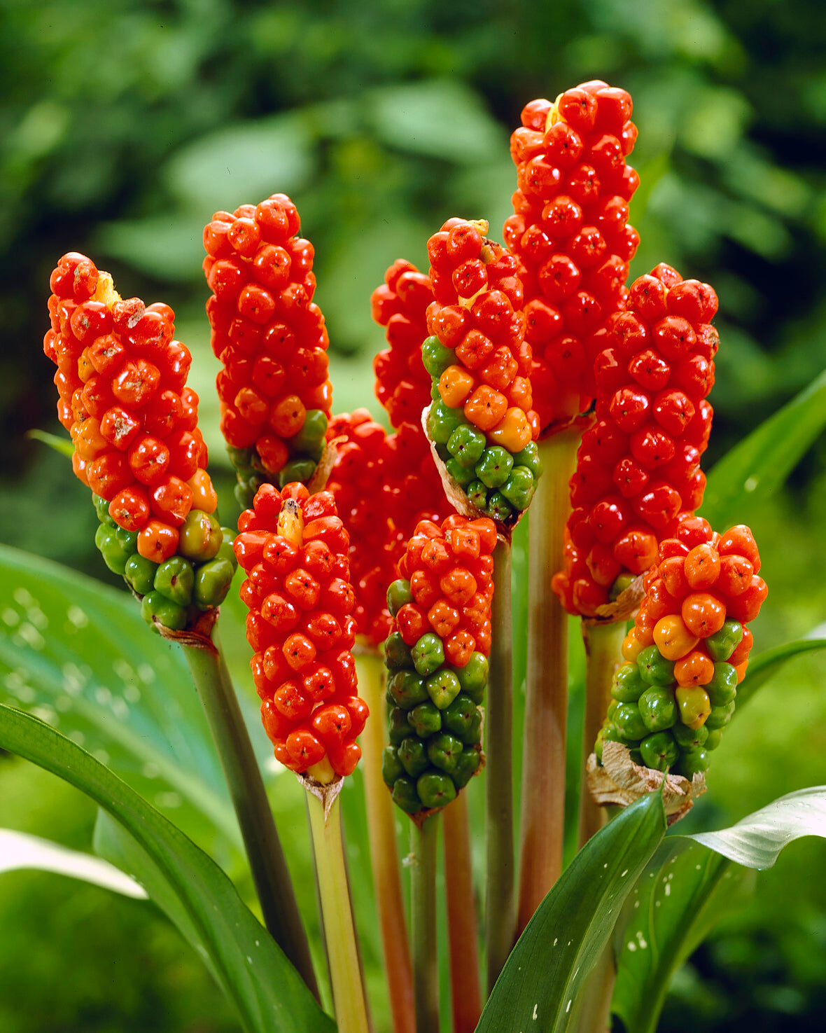 Arum italicum (Italian arum) bulbs — Buy Italian lords-and-ladies ...