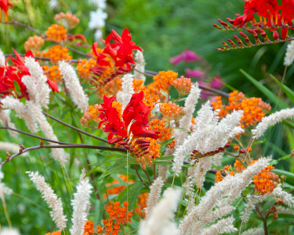 Asclepias tuberosa (butterfly weed) bare roots | Buy orange milkweed ...