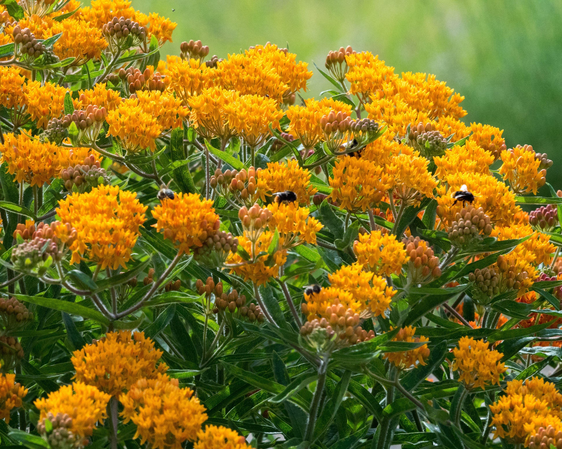 Asclepias tuberosa (butterfly weed) bare roots | Buy orange milkweed ...
