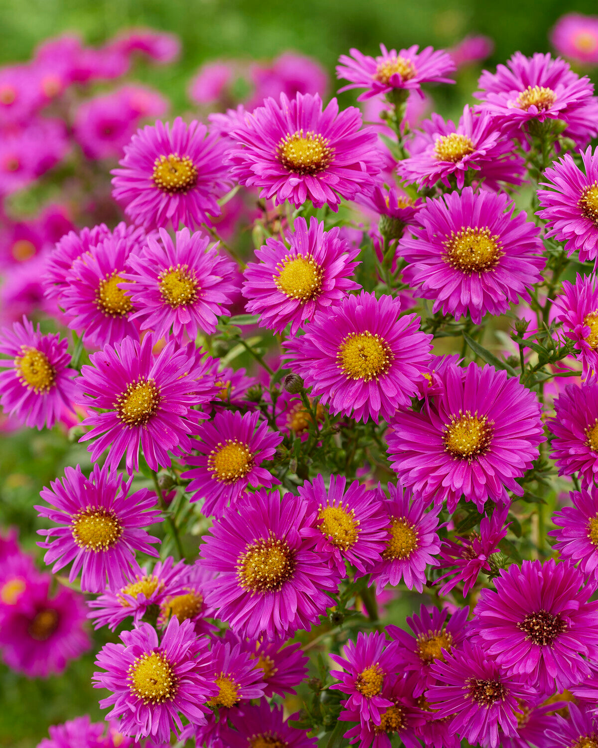 Aster novi-belgii 'Jenny' bare roots — Buy pink/purple Michaelmas ...
