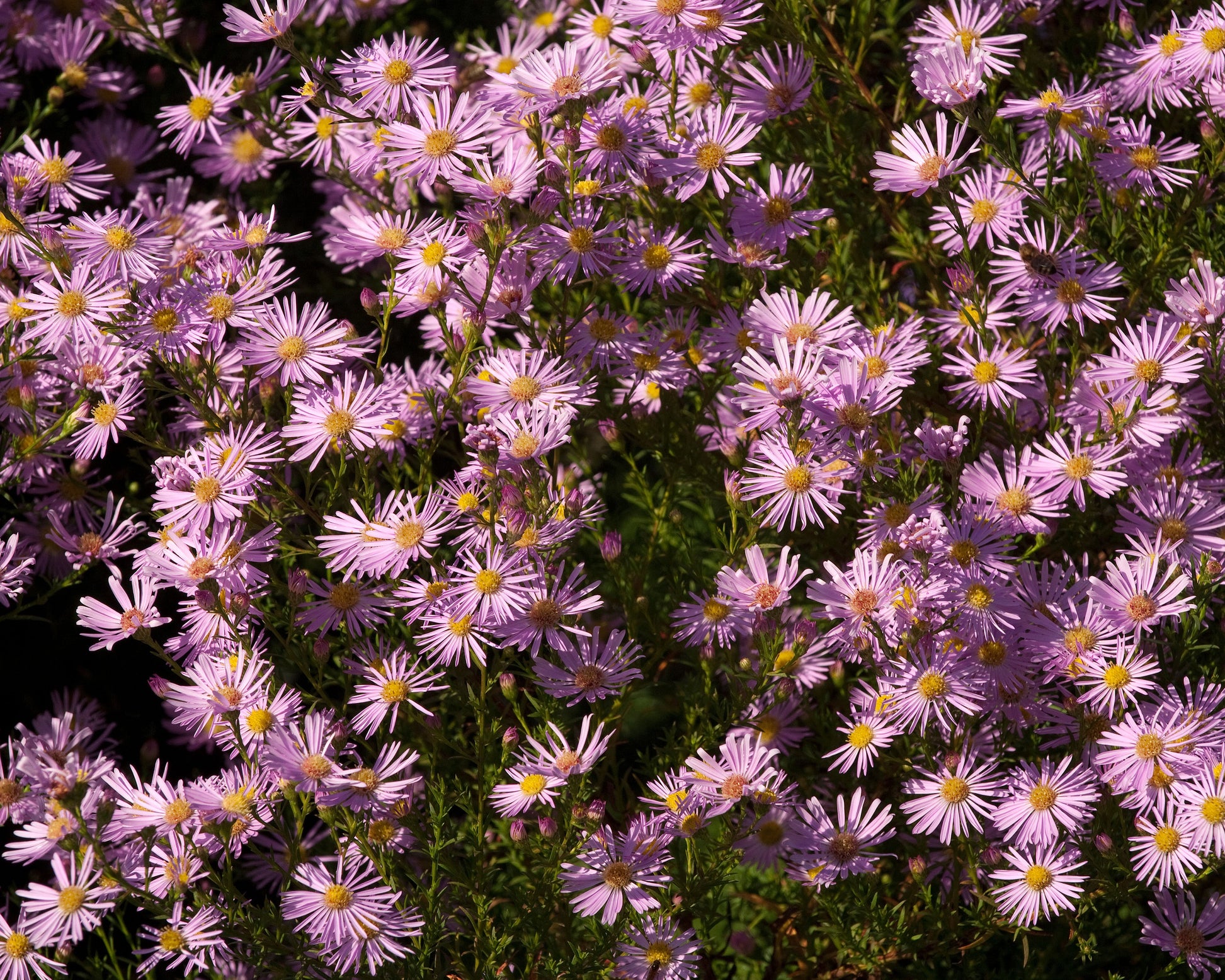 Aster 'Pink Star' bare roots | Buy pink Michaelmas daisies online at ...