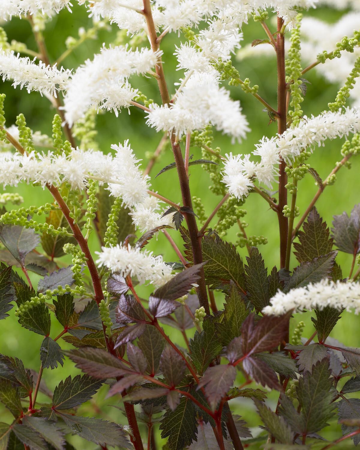 Astilbe 'Cappuccino' bare roots — Buy false goat's beard online at ...