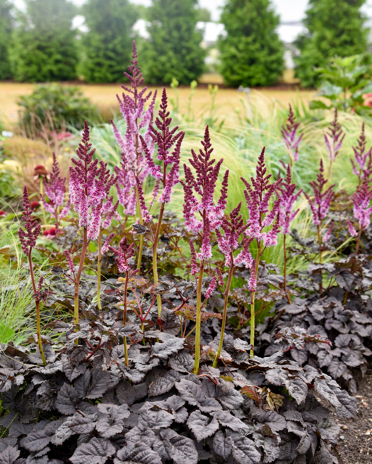Astilbe 'Dark Side of the Moon' bare roots — Buy online at Farmer Gracy UK