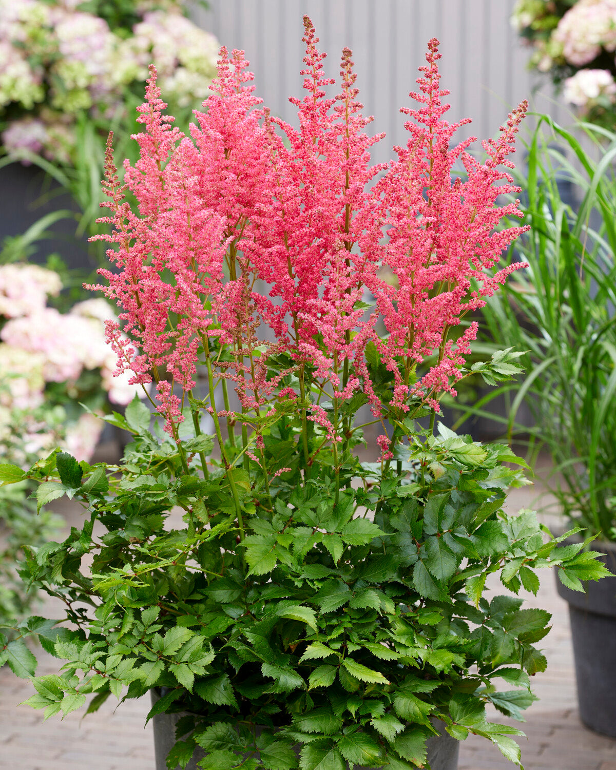 Astilbe 'Dunes Revolution' bare roots | Buy salmon pink false goat's ...
