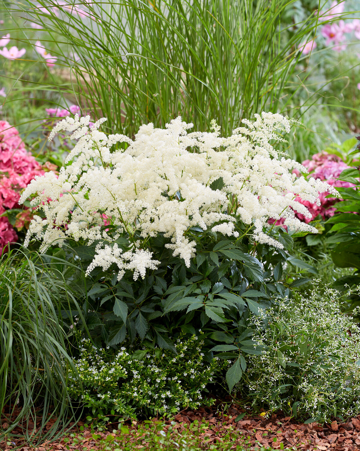Astilbe 'Fireworks White' bare roots — Buy white Astilbe online at ...