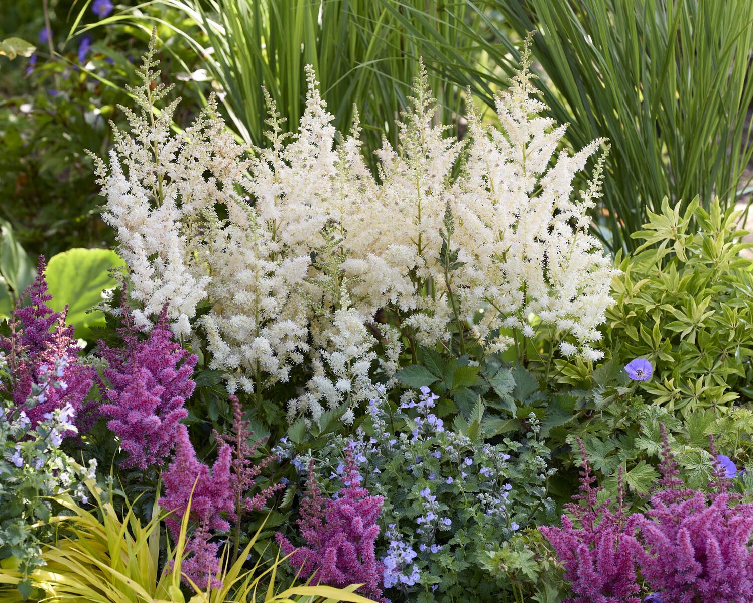Astilbe chinensis 'Vision in White Delight' bare roots | Buy creamy ...