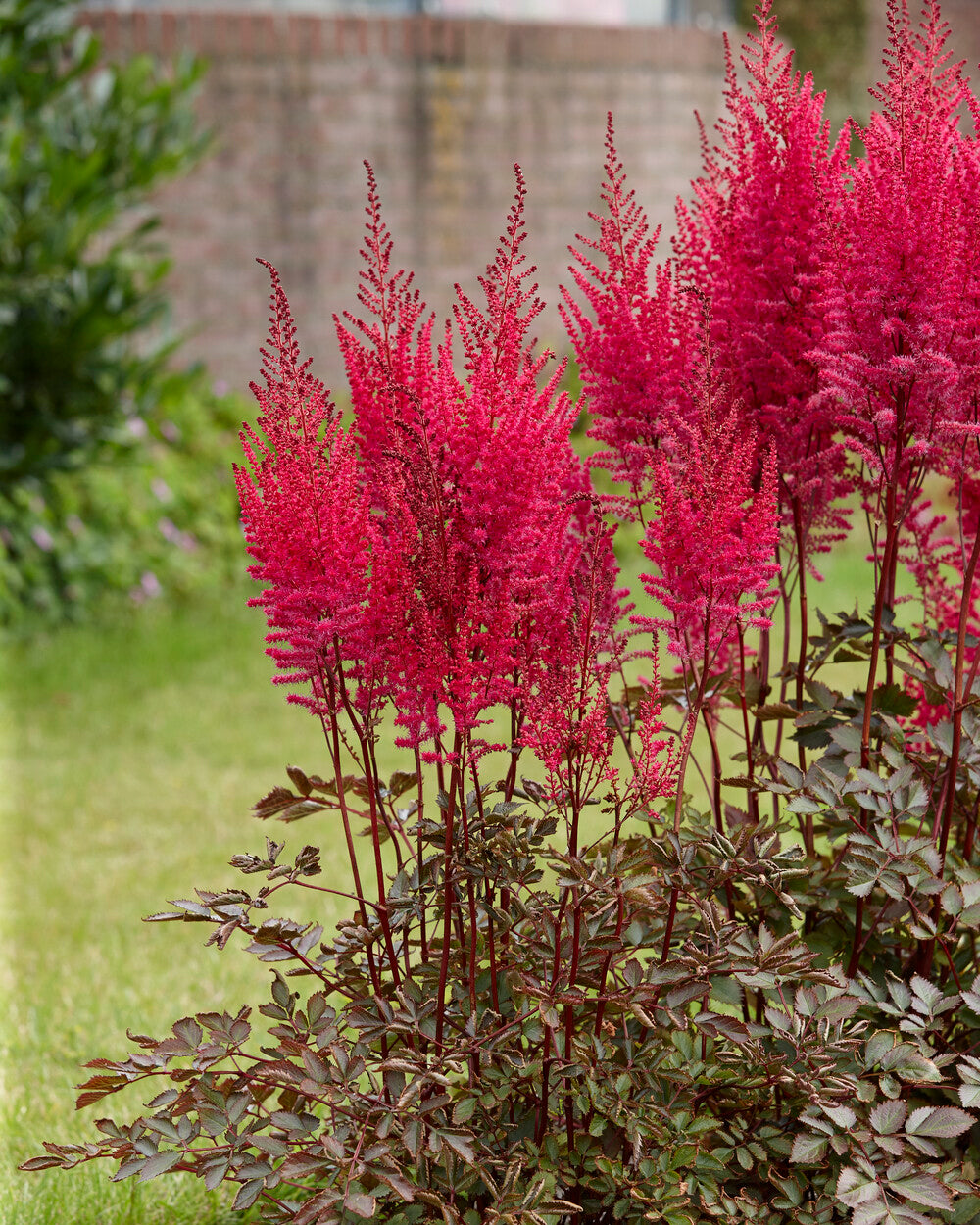 Astilbe 'Mighty Chocolate Cherry' bare roots — Buy online at Farmer ...