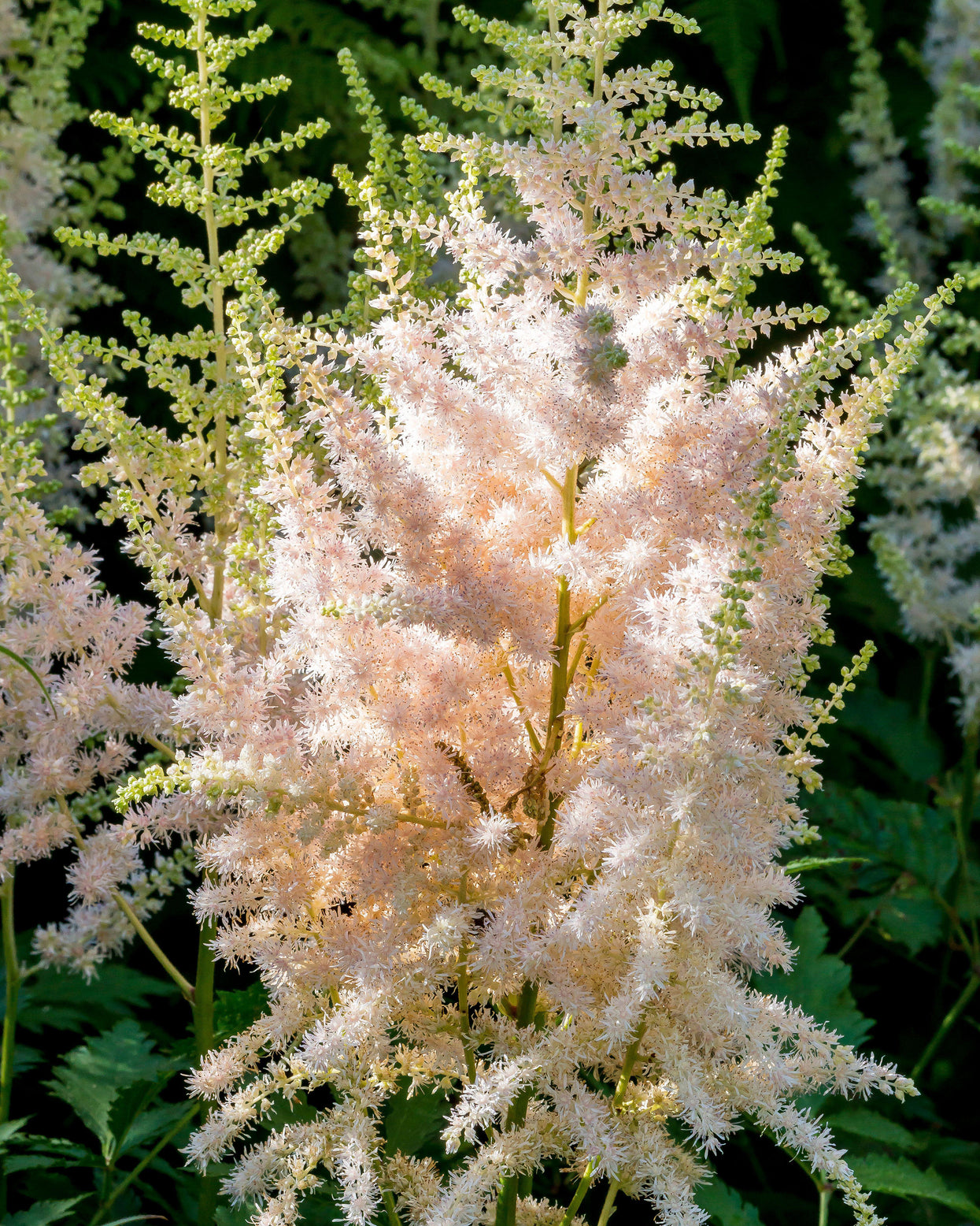 Astilbe chinensis 'Milk and Honey' bare roots | Buy pale pink false ...