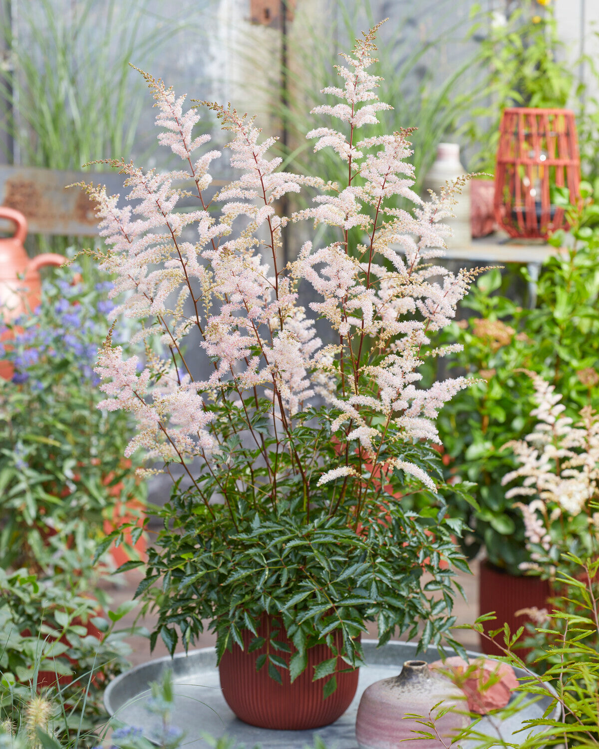 Astilbe 'Pretty in Pink' bare roots | Buy soft pink Astilbe online at ...