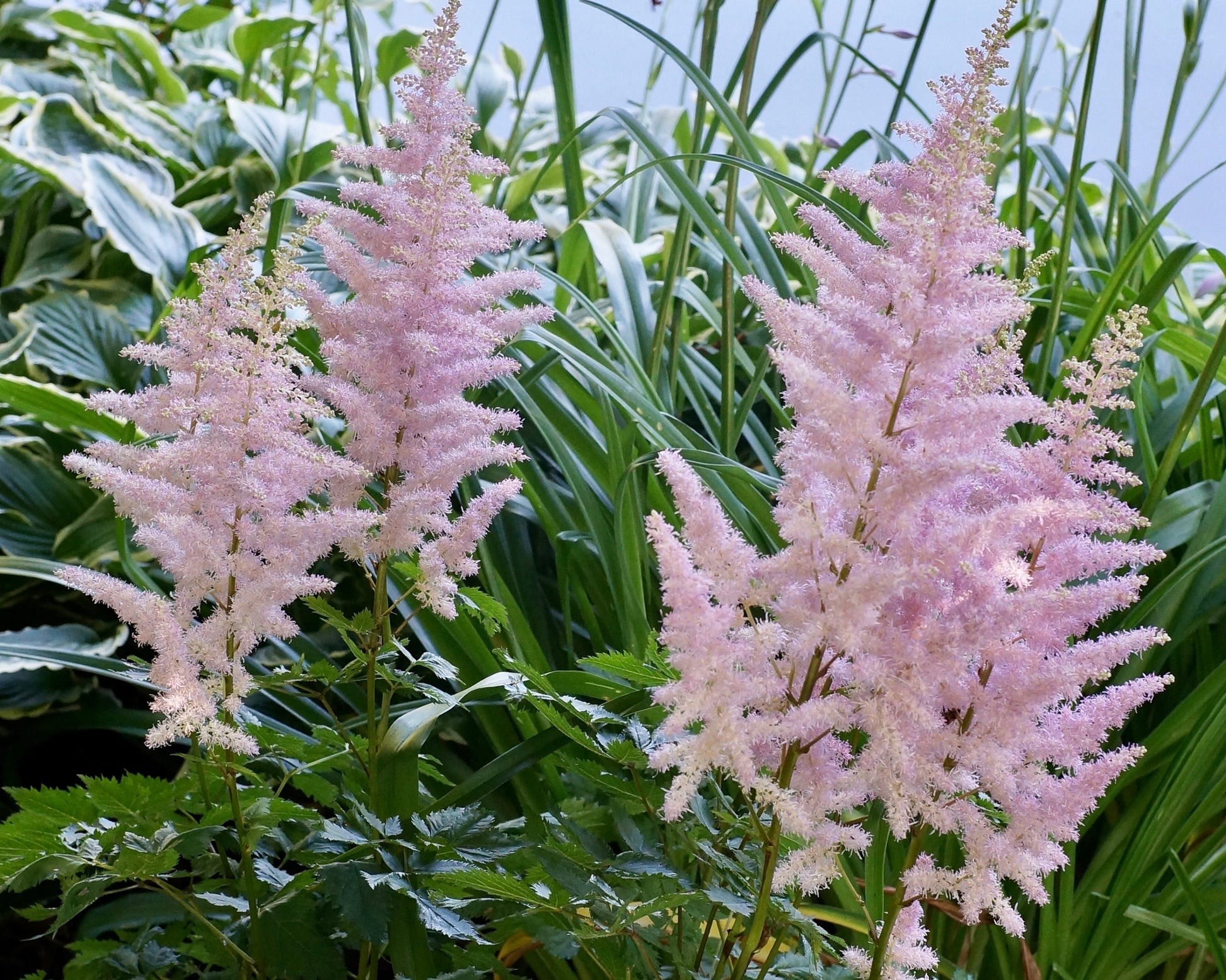 Astilbe 'Pretty in Pink' bare roots | Buy soft pink Astilbe online at ...