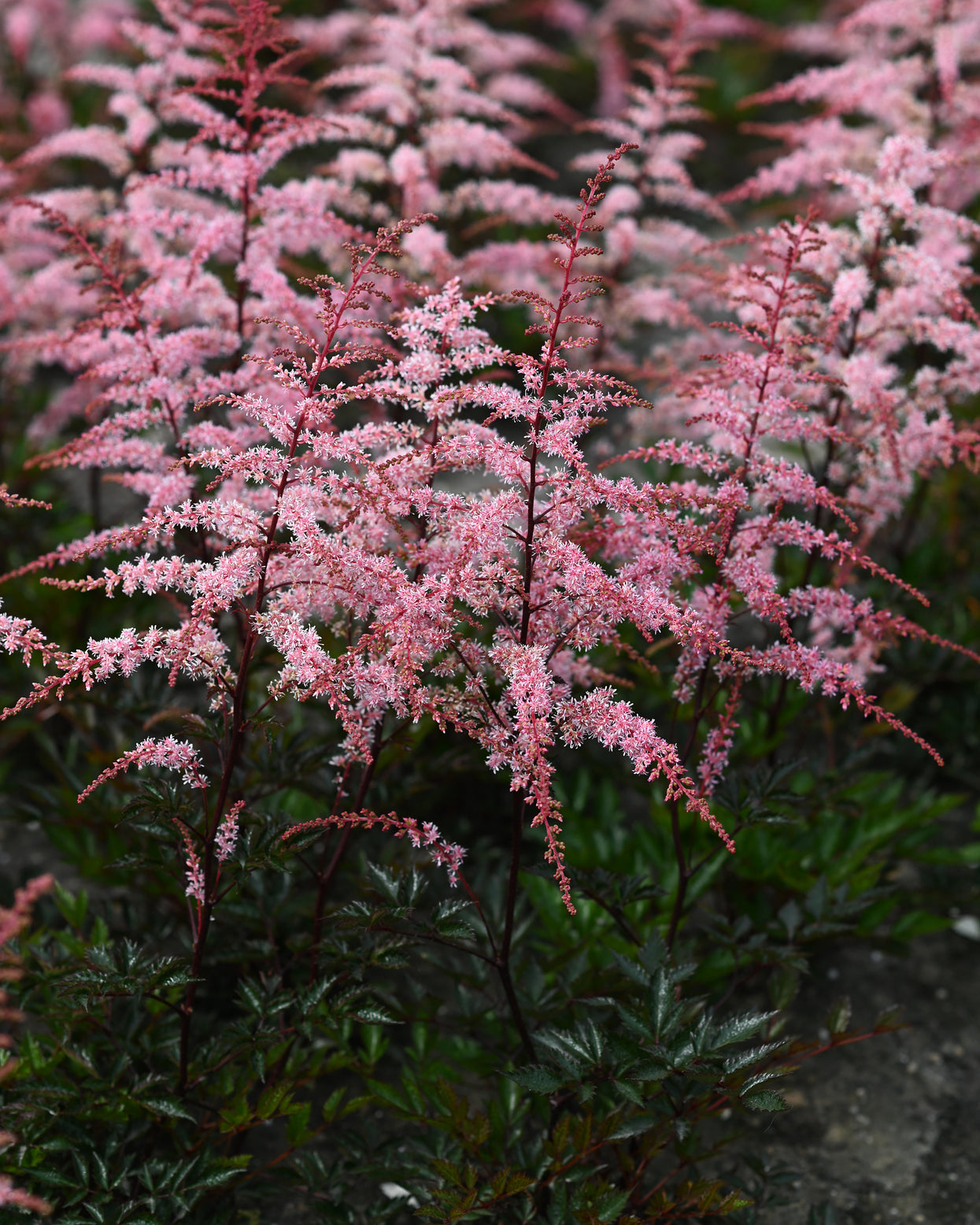 Astilbe 'Pretty in Pink' bare roots | Buy soft pink Astilbe online at ...