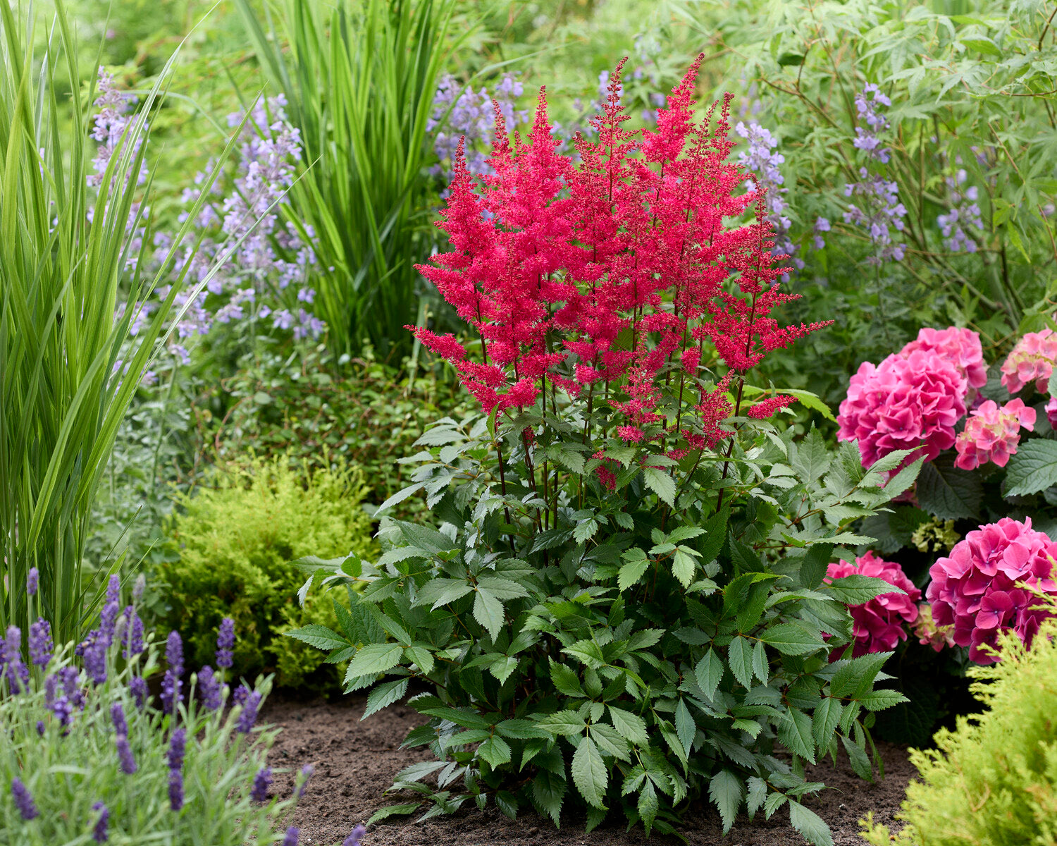 Astilbe 'Red Drumset' bare roots — Buy red false goat's beard online at ...
