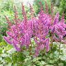 Astilbe planting instructions / How to plant Astilbe bare roots ...