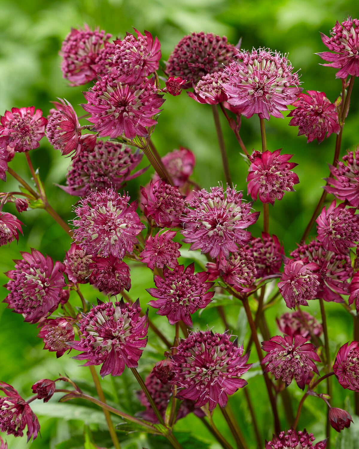 Astrantia major 'Sparkling Stars Red' bare roots — Buy 'red masterwort ...