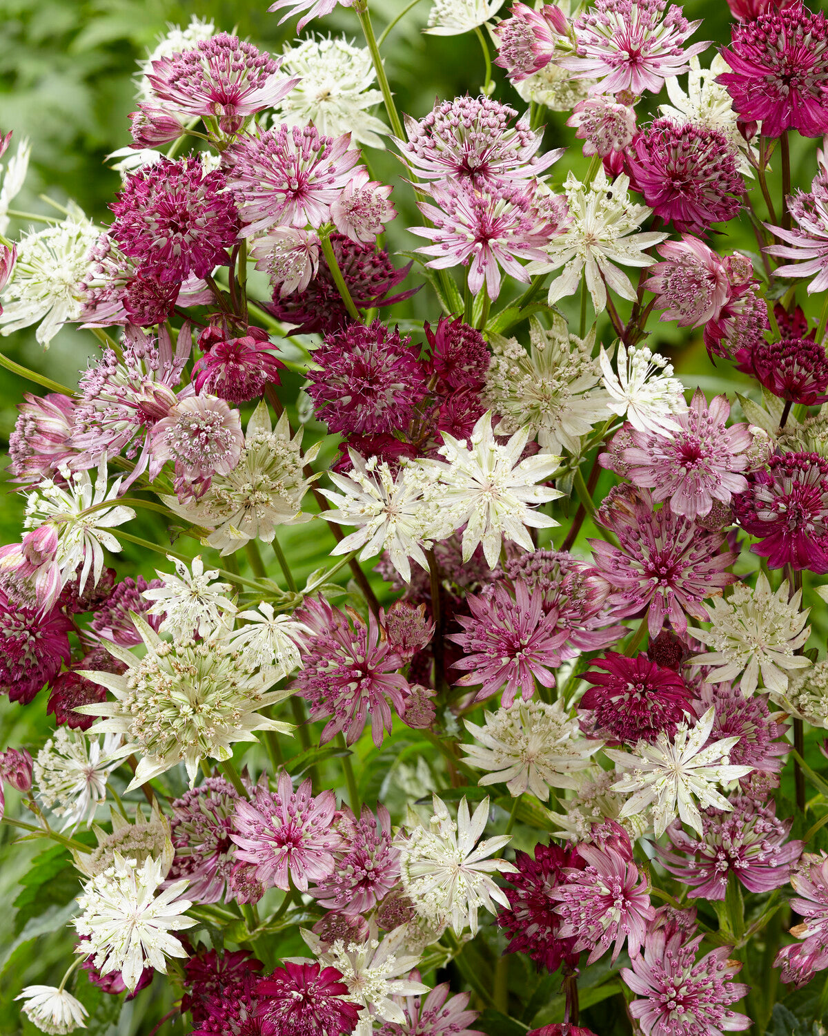 Astrantia major 'Sparkling Stars White' bare roots — Buy white ...