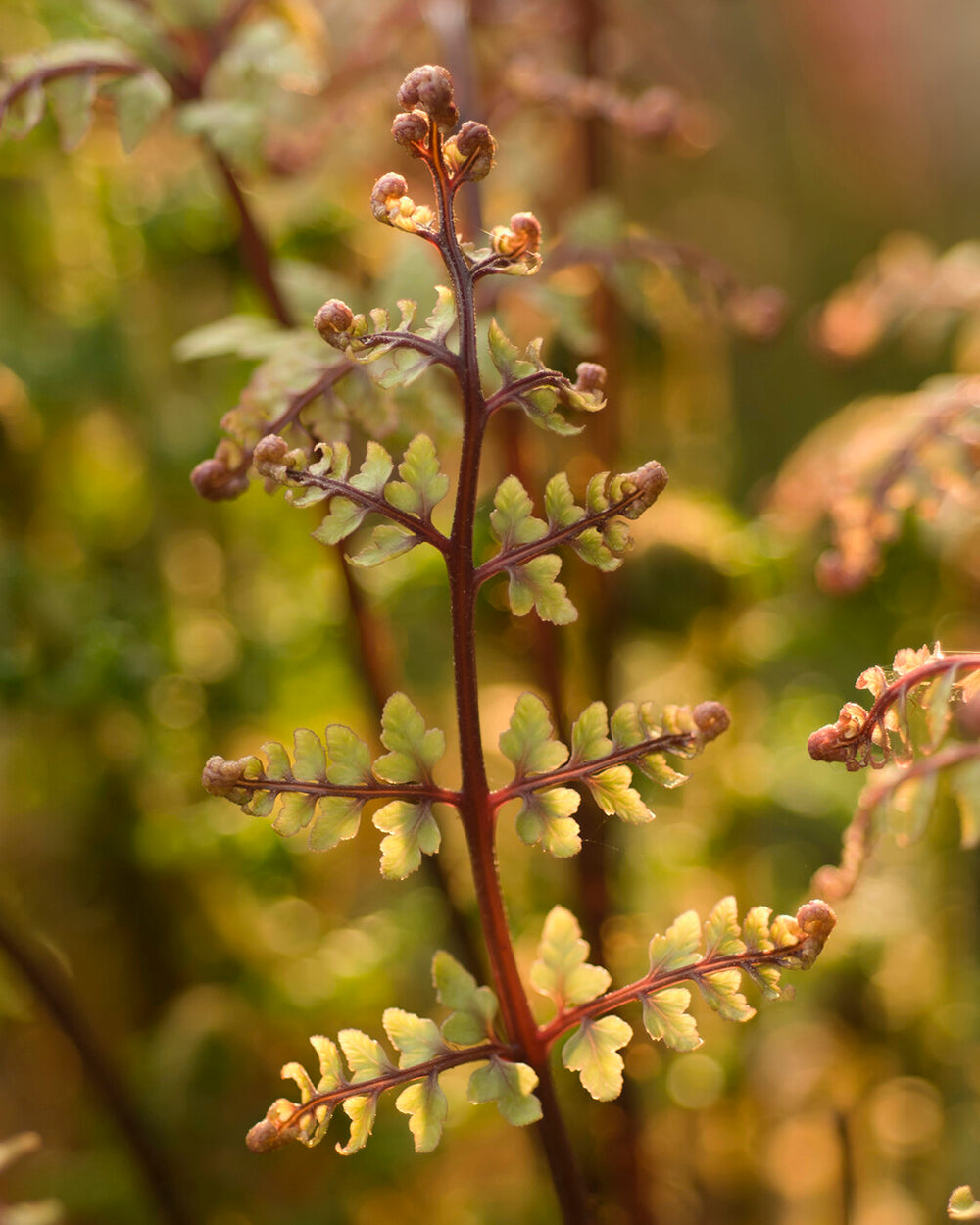Athyrium filix-femina 'Lady in Red' bare roots | Buy lady ferns online ...
