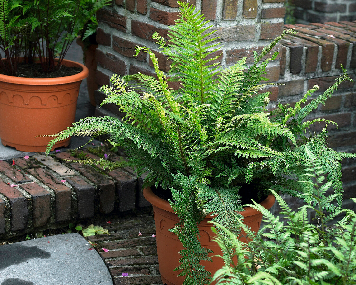 Athyrium filix-femina 'Lady in Red' bare roots | Buy lady ferns online ...