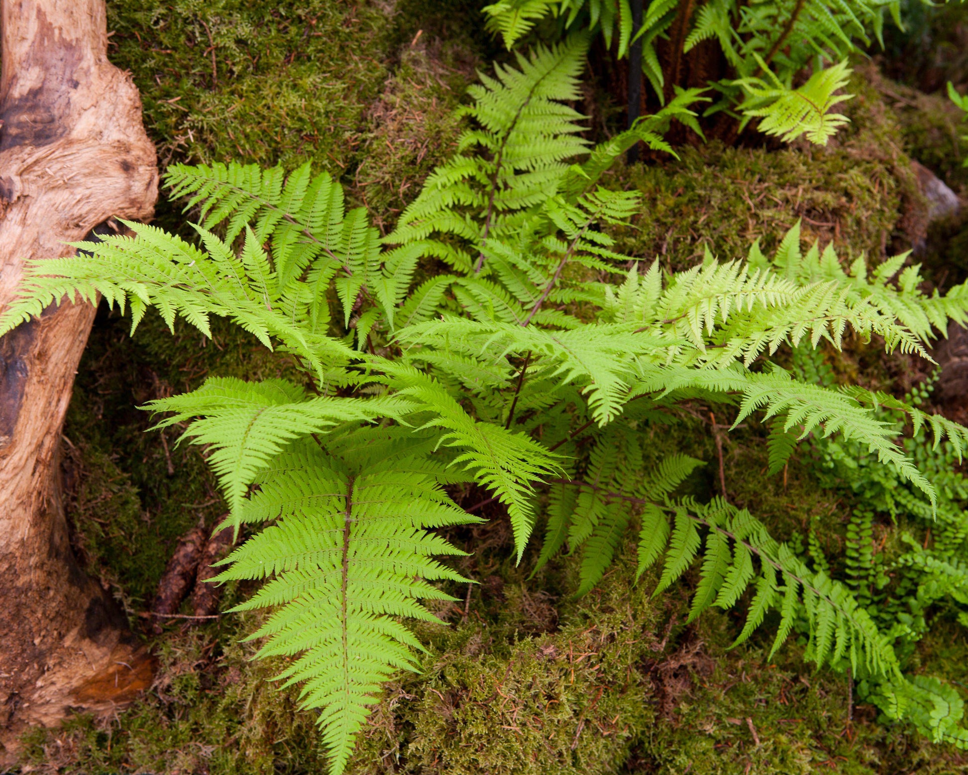 Athyrium filix-femina 'Lady in Red' bare roots — Buy lady ferns online ...