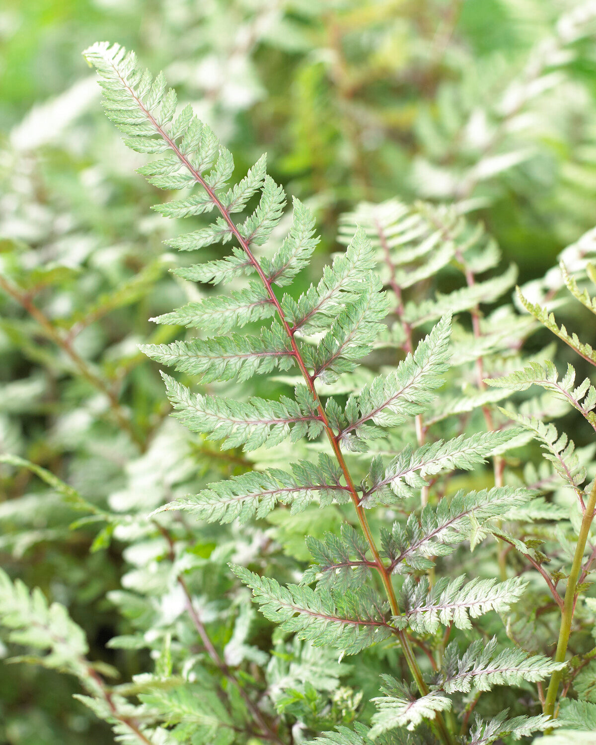 Athyrium niponicum 'Metallicum' bare roots — Buy painted lady ferns ...