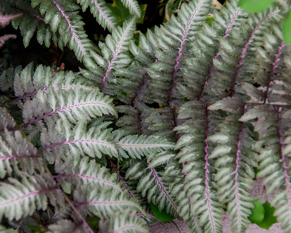 Athyrium niponicum 'Metallicum' bare roots — Buy painted lady ferns ...