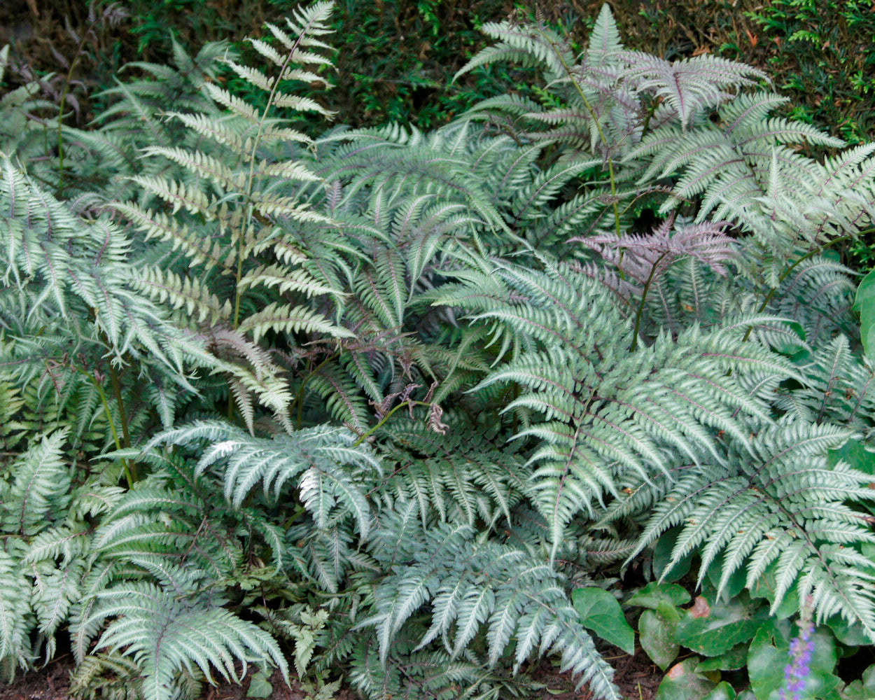 Athyrium niponicum 'Metallicum' bare roots | Buy painted lady ferns ...