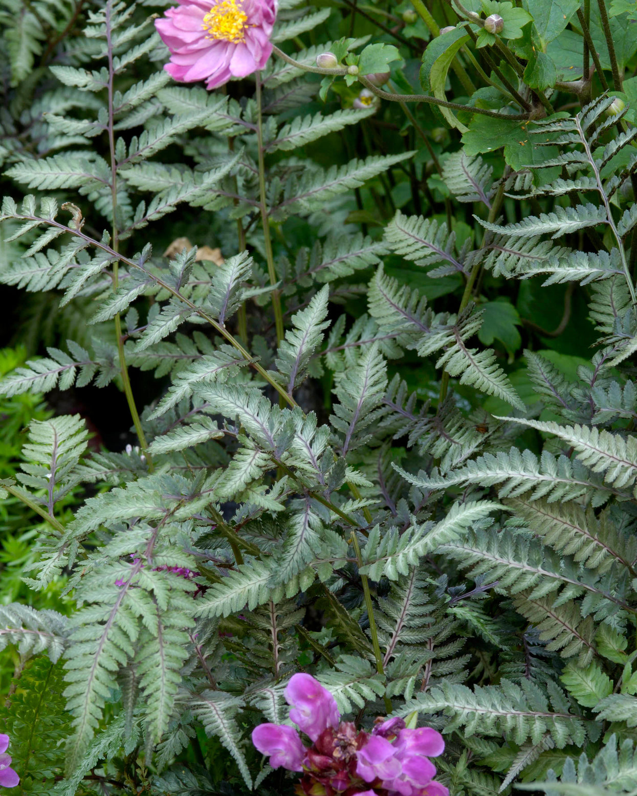 Athyrium niponicum 'Metallicum' bare roots — Buy painted lady ferns ...