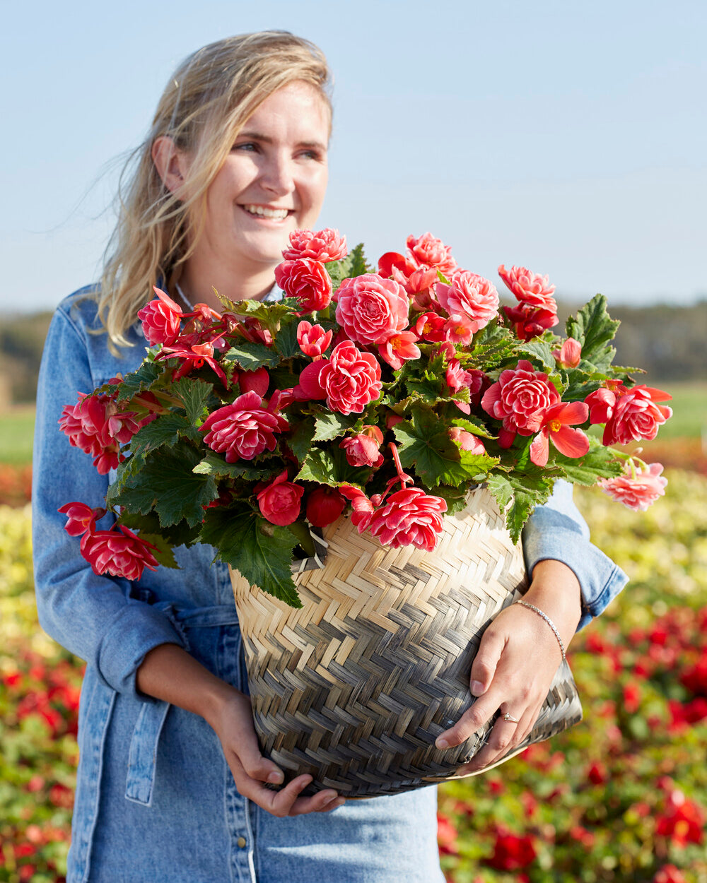 Begonia × tuberhybrida 'Camelia' tubers — Buy begonias online at Farmer ...