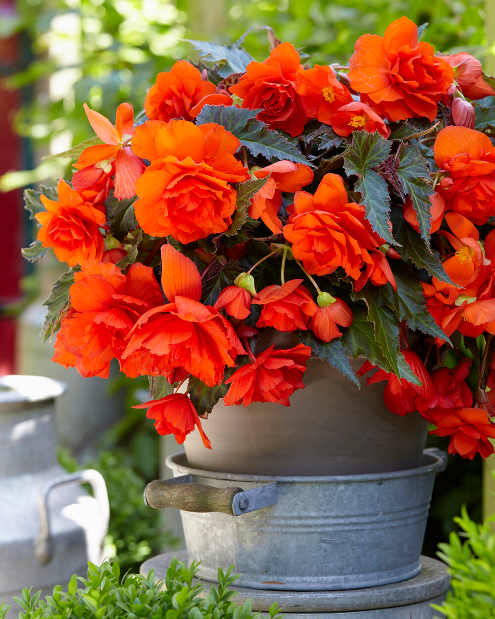 Begonia 'Illumination Orange' tubers — Buy orange Illumination begonias ...