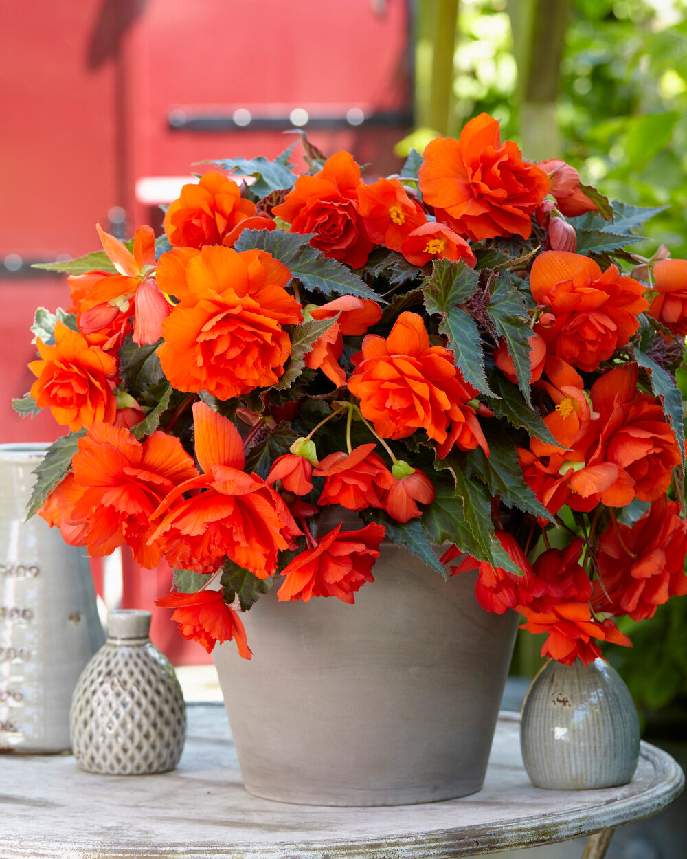 Begonia 'Illumination Orange' tubers — Buy orange Illumination begonias ...