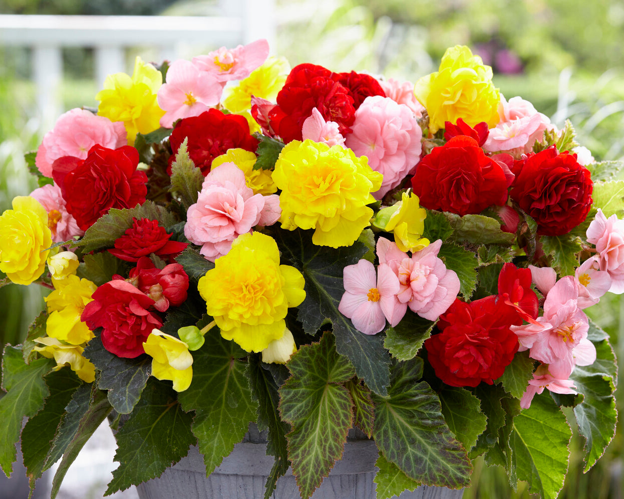 Begonia 'Non-Stop Mixed' tubers — Buy nonstop begonias online at Farmer ...