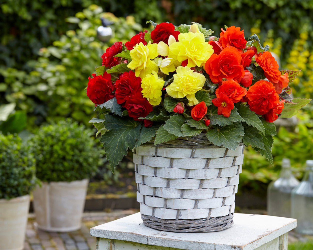 Begonia 'Non-Stop Mixed' tubers — Buy nonstop begonias online at Farmer ...