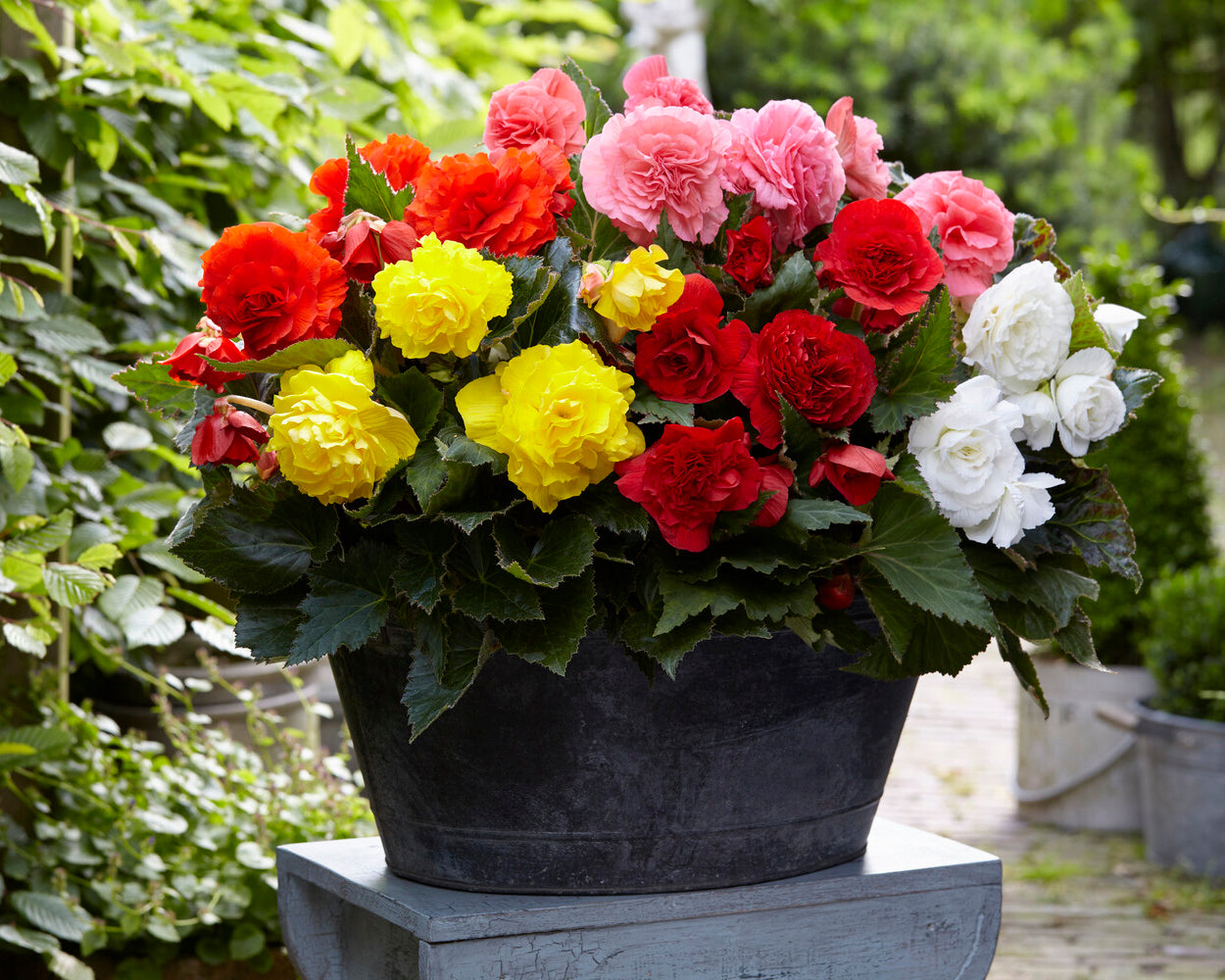Begonia 'Non-Stop Mixed' tubers — Buy nonstop begonias online at Farmer ...