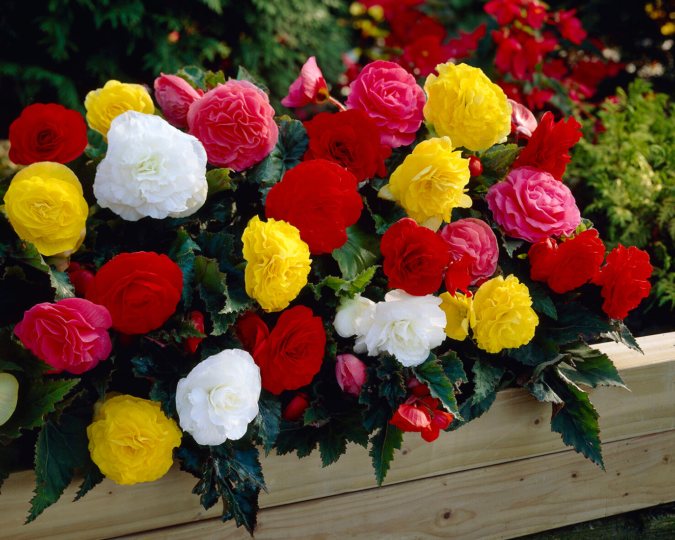 Begonia 'Non-Stop Mixed' tubers — Buy nonstop begonias online at Farmer ...