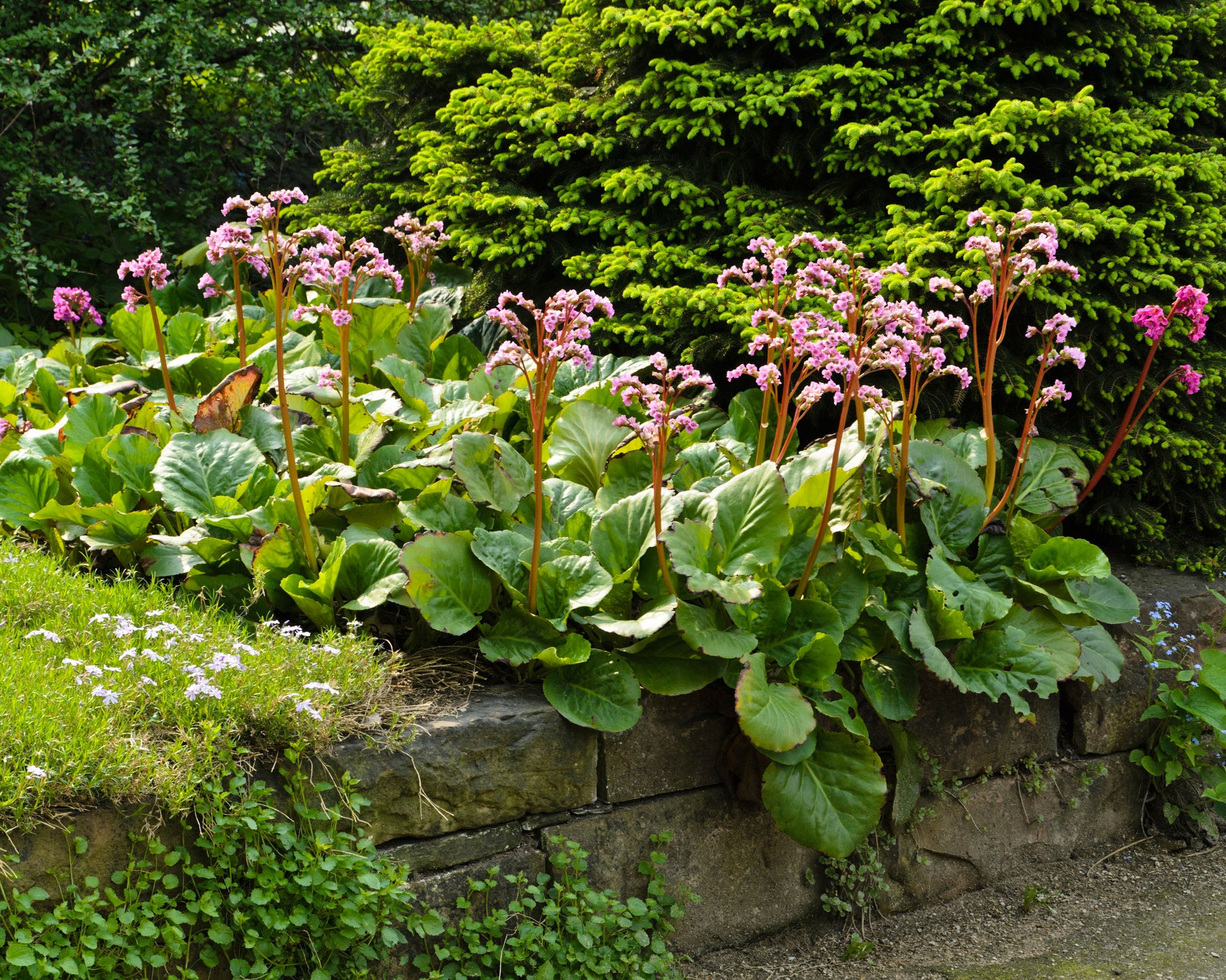 Bergenia cordifolia bare roots — Buy heartleaf Bergenia online at ...