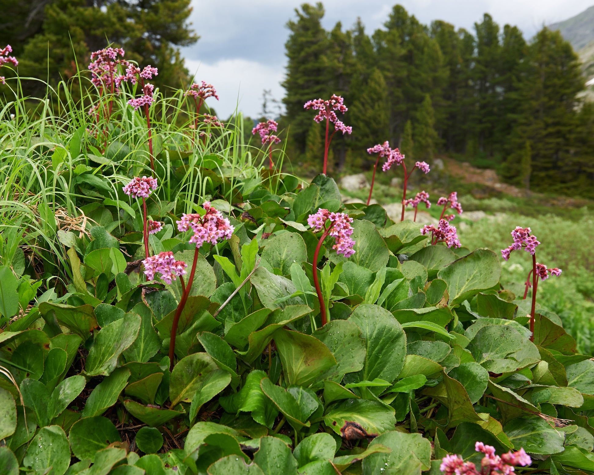 Bergenia cordifolia bare roots | Buy heartleaf Bergenia online at ...