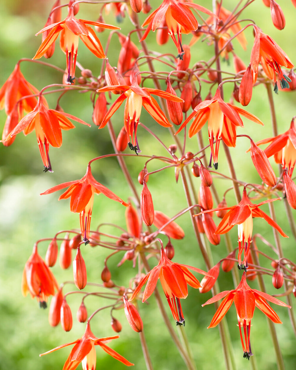 Bessera elegans (coral drops) corms — Buy online at Farmer Gracy UK