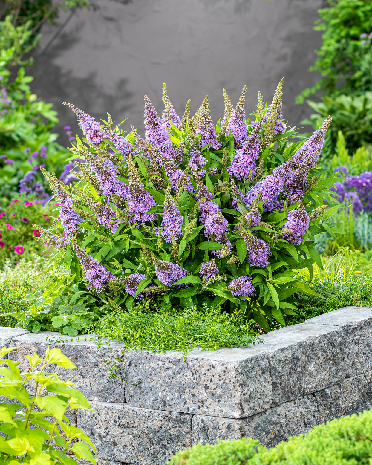 Buddleja 'Little Lila' (Butterfly Candy Series) bare roots — Buy ...