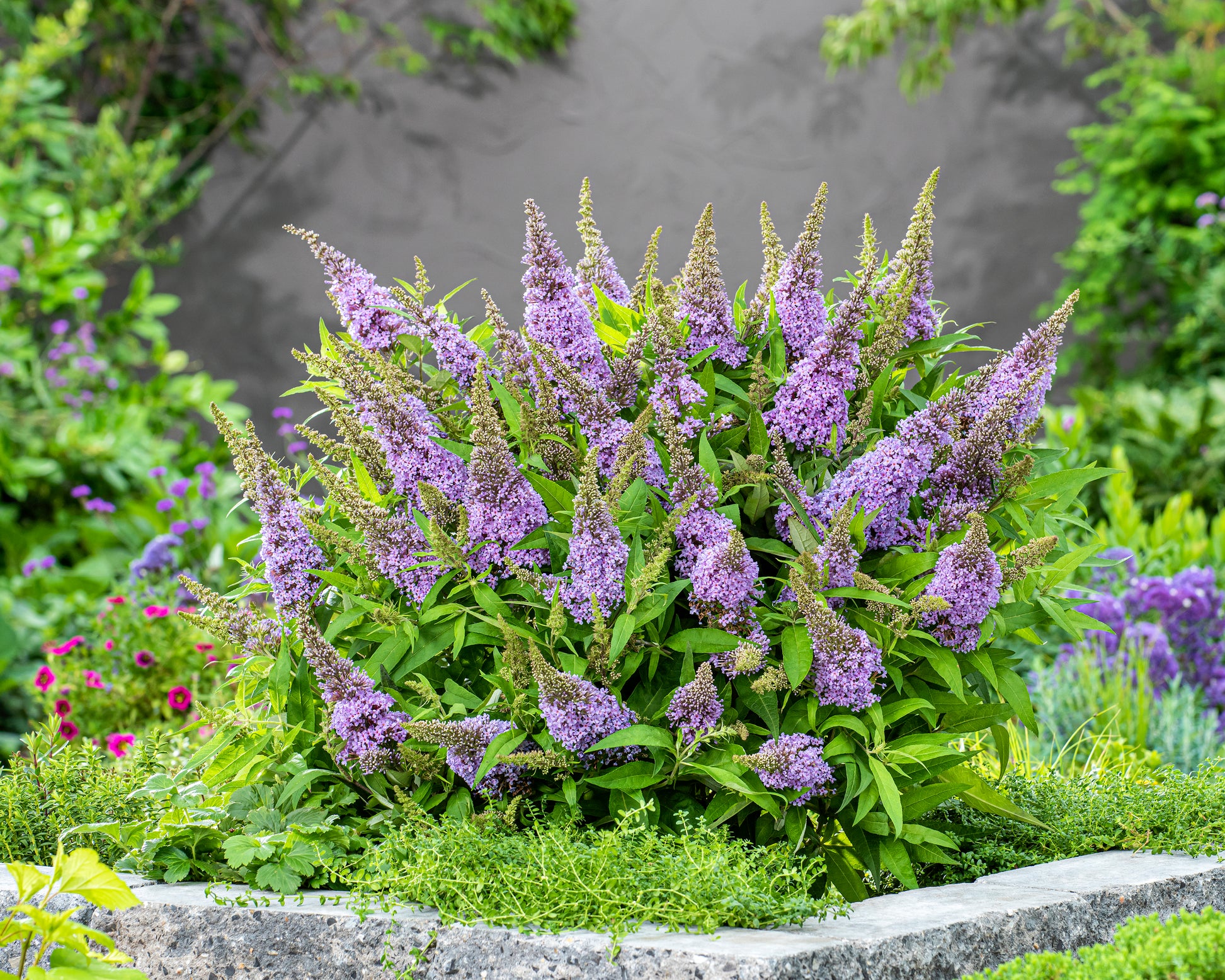 Buddleja 'Little Lila' (Butterfly Candy Series) bare roots | Buy ...