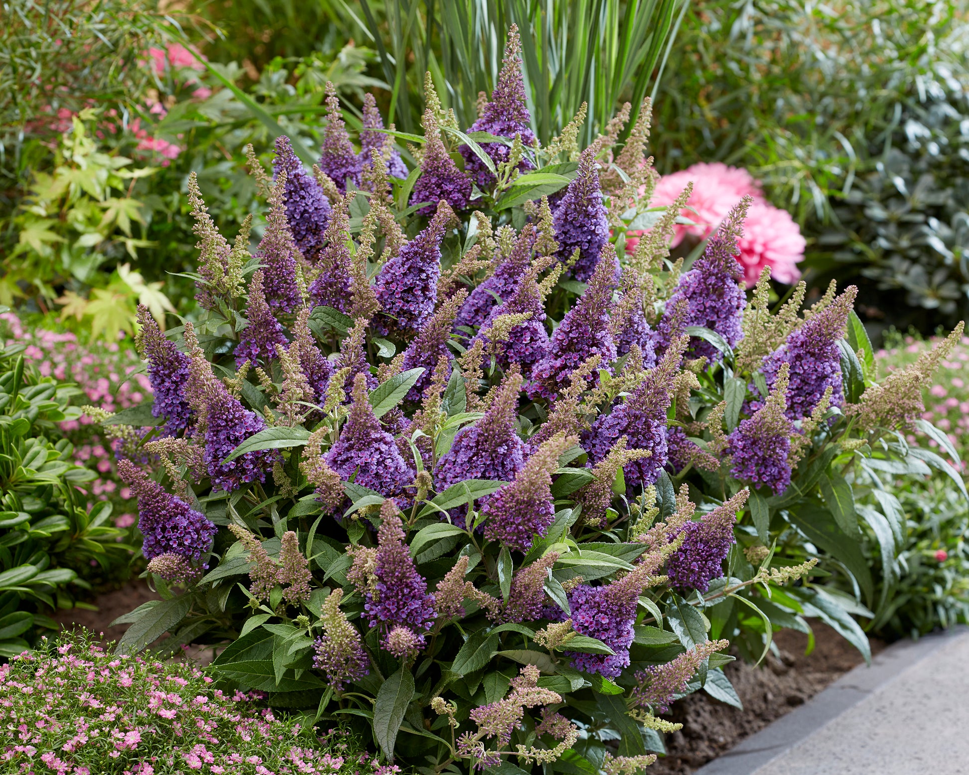 Buddleja 'Little Lila' (Butterfly Candy Series) bare roots — Buy ...