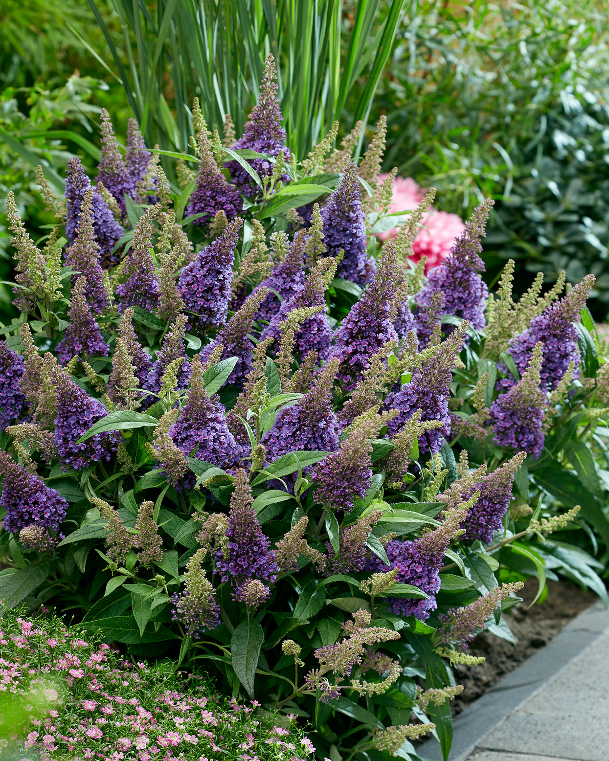 Buddleja 'Little Lila' (Butterfly Candy Series) bare roots | Buy ...