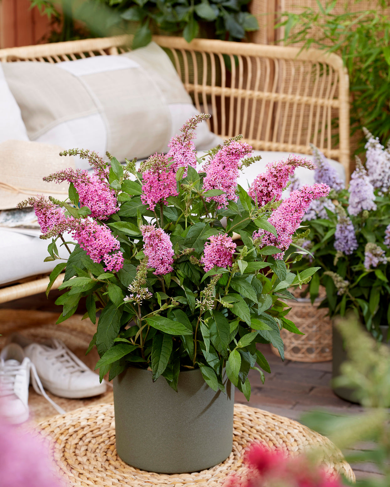 Buddleja 'Little Pink' (Butterfly Candy Series) bare roots | Buy ...