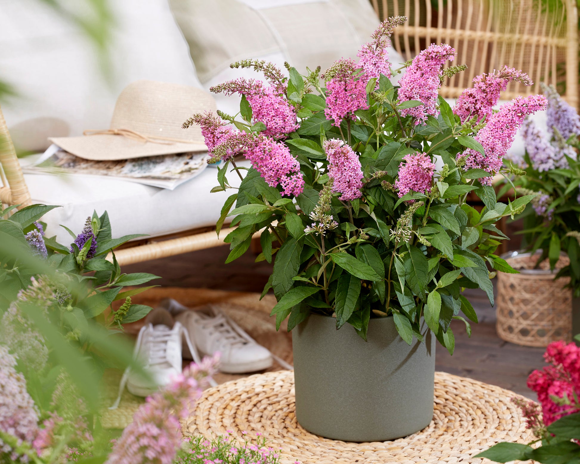 Buddleja 'Little Pink' (Butterfly Candy Series) bare roots — Buy ...
