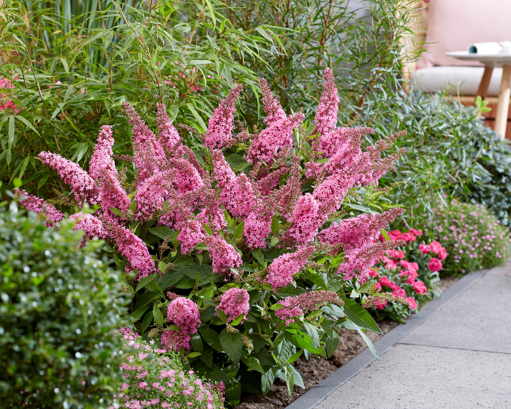 Buddleja 'Little Pink' (Butterfly Candy Series) bare roots — Buy ...